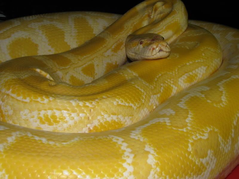 Albino Burmese Python Full Grown